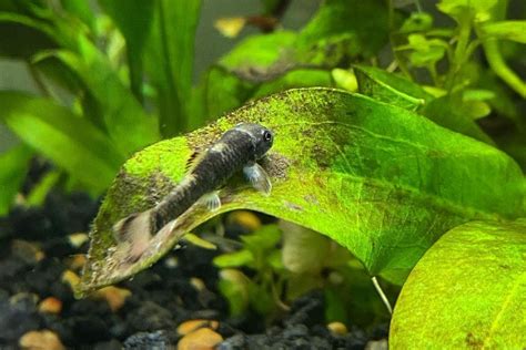 Panda Garra Complete Care Guide 2026 Epic Aquarium