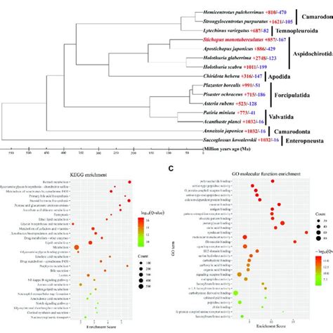 Phylogenomics And Enrichment Analyses A Comparative Phylogenomics