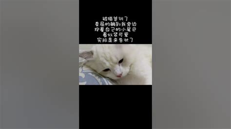 小小的猫咪，告大大的状弱小可怜又无助 尤面团 委屈猫 Youtube