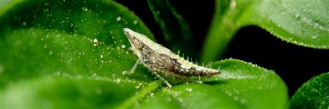 How To Get Rid Of Leafhoppers In 4 Simple Steps Diy Leaf Hopper Treatment Guide Solutions
