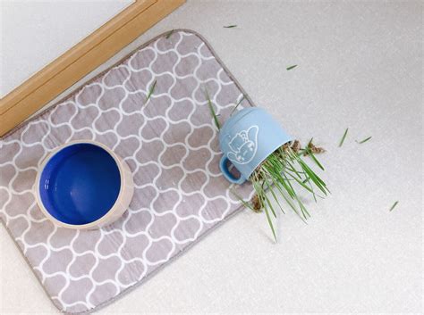 猫草の悲劇 ライライ参上！