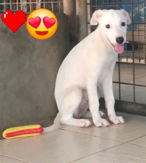 Spca Name Blaze Age Approx 5 Months Sex Female Desexing Upon