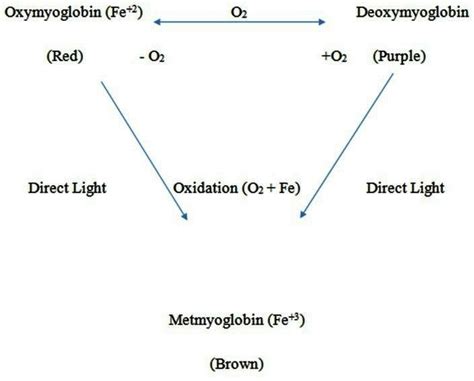 Conversion Of Oxymyoglobin Into Metmyoglobin Osullivan 2017