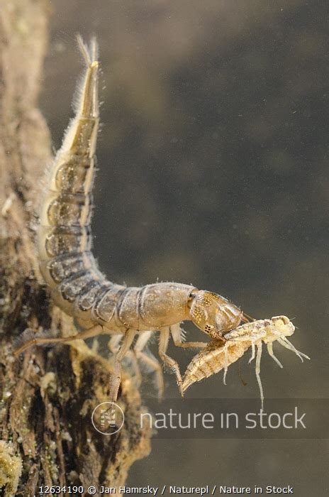 Water Beetle Larvae