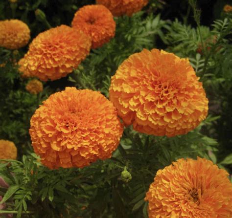 African Marigold Tall Yellow Buy Marigold Seeds Online