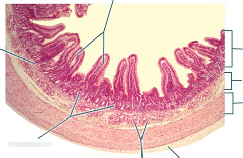 Duodenum Histology Diagram Quizlet