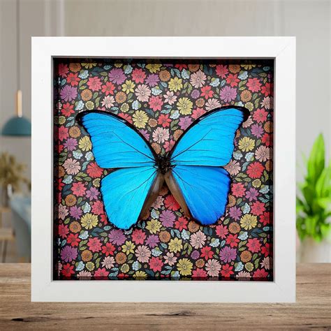 Morpho Didius The Giant Blue Morpho Taxidermy Butterfly Giant Iridescent Blue Butterfly