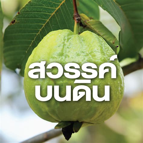 ฟังแม่แพรว แพรวพราว หมอลำแพรวพราว แพรวพราวแสงทอง เปิดการมองเห็น สวรรค์บนดิน สวรรค์บนดิน