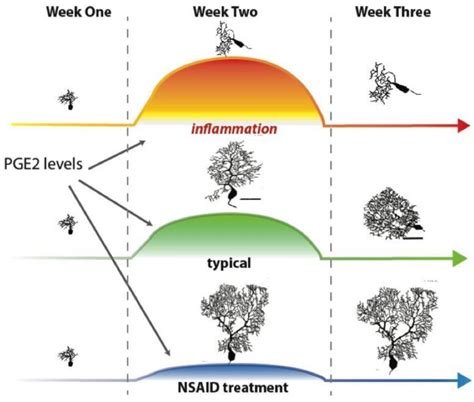 Convergence Of Sex Differences And The Neuroimmune System In Autism
