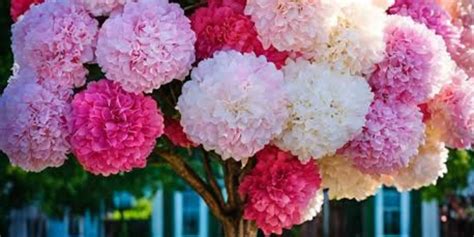 The Pom Pom Hydrangea Tree Hydrangea Fluffy Dream The Secret To An