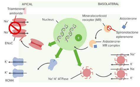 Potassium Sparing Diuretics Concise Medical Knowledge
