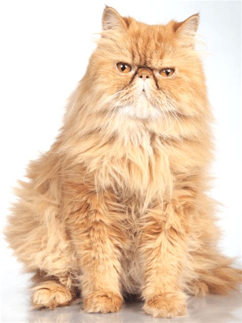 10 Flat Faced Cat Breeds Youll Love