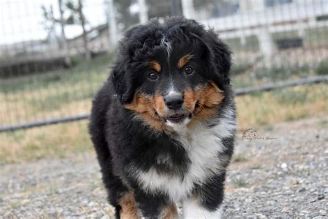 Crazy Patch Sires — Crazy Patch Ranch