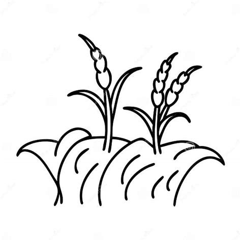 Wheat Field Vector Illustration For Agriculture And Nature Designs