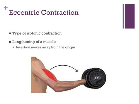 Ppt Types Of Muscle Contractions Powerpoint Presentation Free