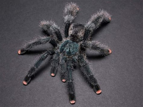 Avicularia Avicularia Guyana Pink Toe My Monsters