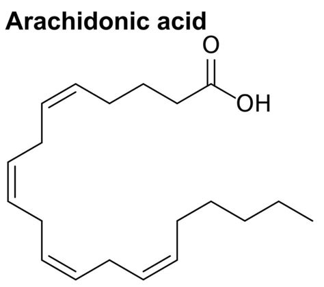 Arachidonic Acid Review Foods Function Metabolism Benefits And Side Effects