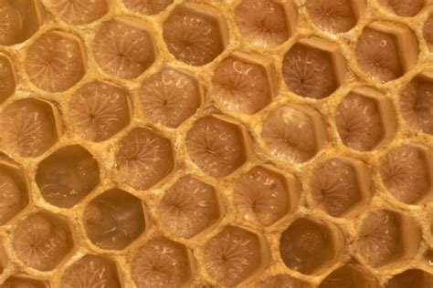 What You Should Know About Trypophobia — The Extreme Aversion To Clustered Patterns Holes