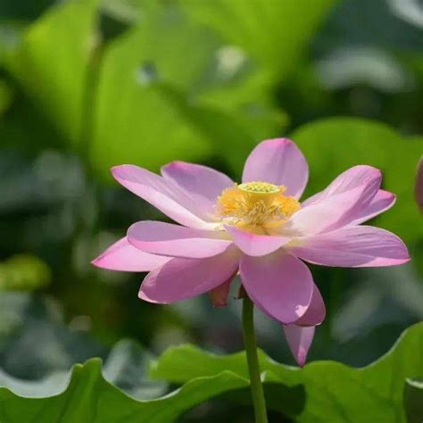 摄影 刘学敏《荷韵》摄影刘学敏