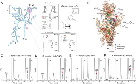 Yeast Kre33 And Human Nat10 Are Conserved 18s Rrna Cytosine
