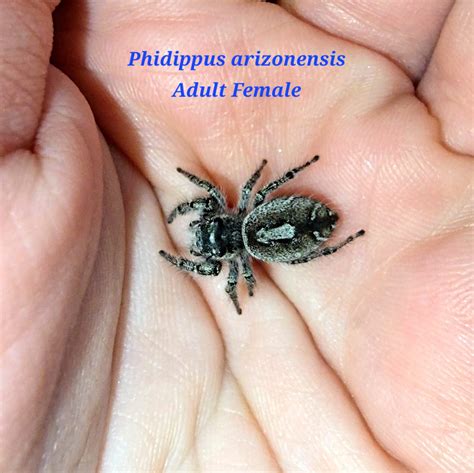 Phidippus Arizonensis Arizona Jumping Spiderling Bugs In Cyberspace