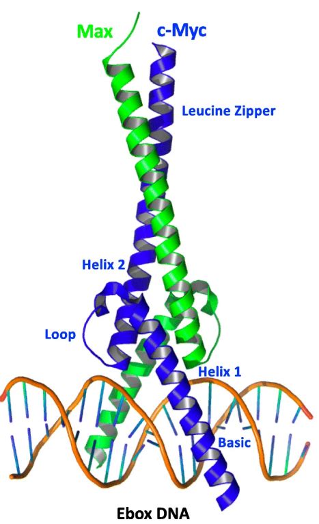 Targeting C Myc And A Molecular Glue Ub025 Unibest Industrial Co Ltd