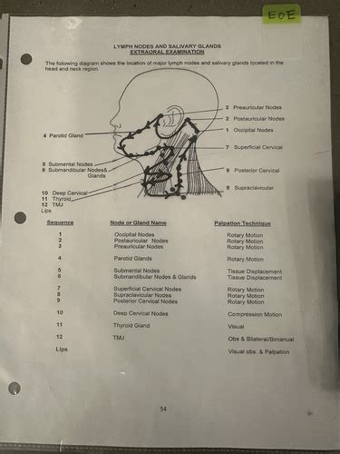 117 Exam 2 Flashcards Quizlet