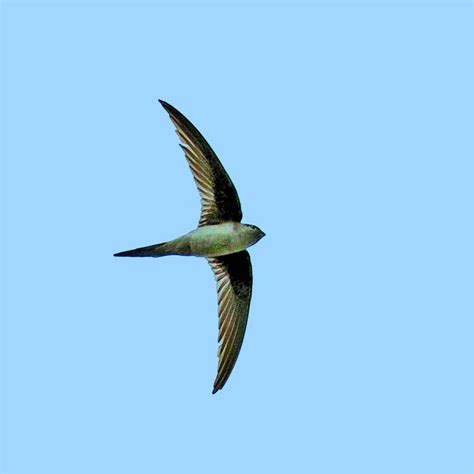 Asian Palm Swift Alchetron The Free Social Encyclopedia