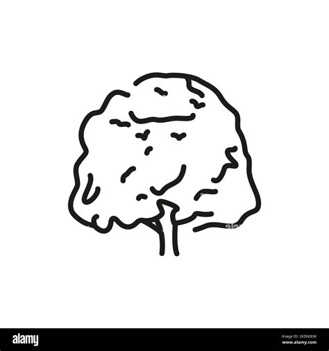 Beech Tree Color Line Icon Pictogram For Web Page Stock Vector Image