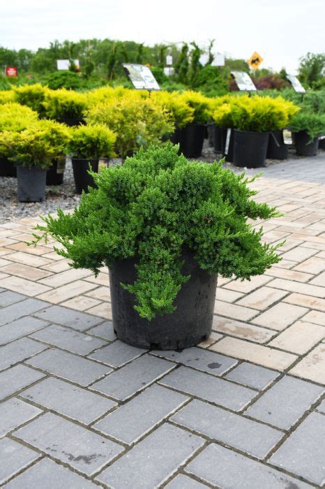 Juniperus Garden Juniper Dwarf Japanese