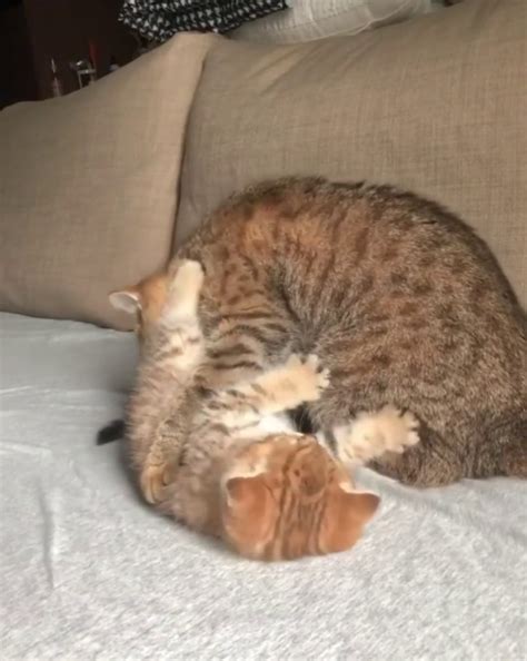 Fierce Kitten Tries To Fight Mama Via Tumbex