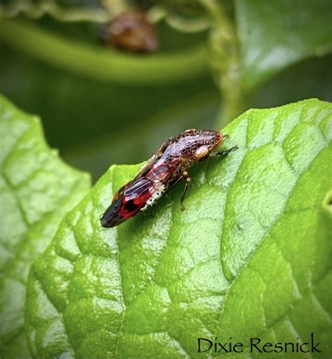 Wildlife Wednesday Glassy Winged Sharpshooter Crowley