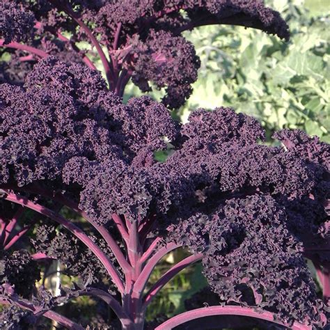 Redbor F1 Untreated Kale Seeds