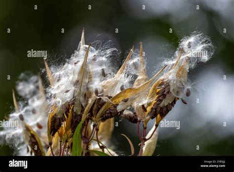 Defocused Macro Abstract Of Mature Seed Pods On A Swamp Milkweed Plant