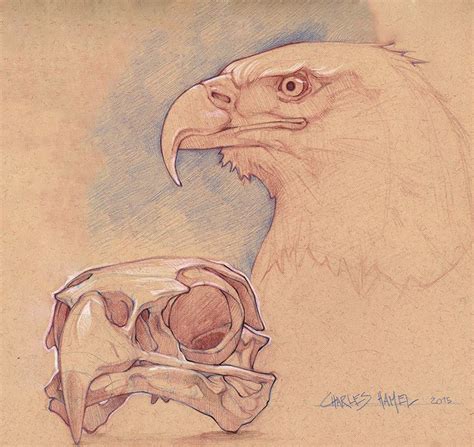Bald Eagle Skull Charles Hamel Animal Drawings Animal Sketches Art