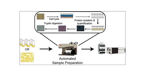 Automated “cells To Peptides” Sample Preparation Workflow For High