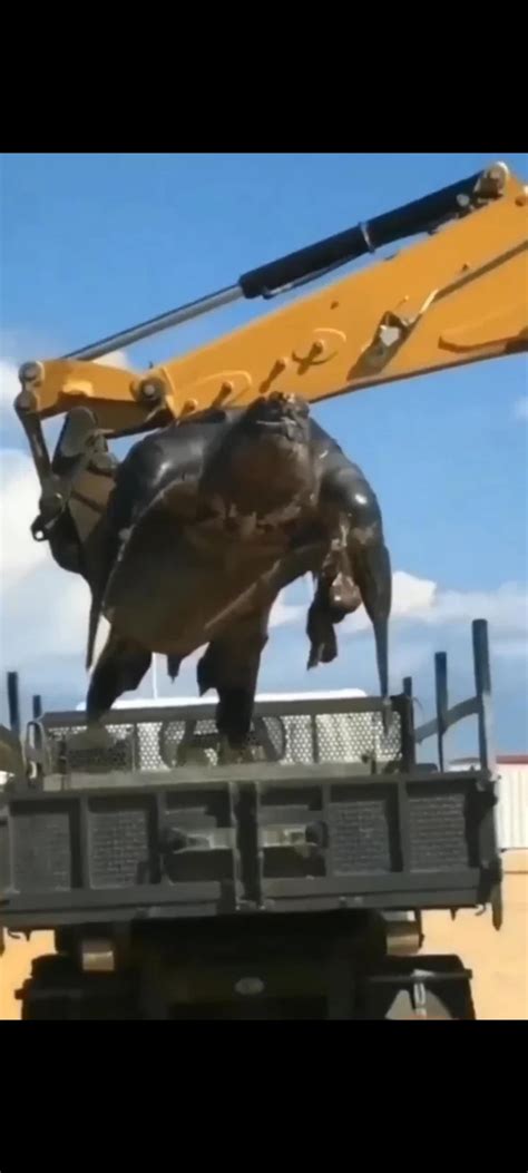 This Turtle Rabsoluteunits