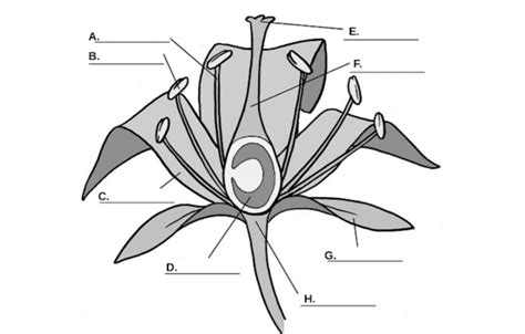 Plant Reproductive Anatomy Diagram Quizlet