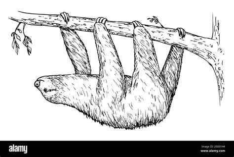 Drawing Of Sloth Hand Sketch Of Mammal Stock Vector Image And Art Alamy