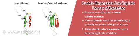 Protein Structure And Molecular Evolution