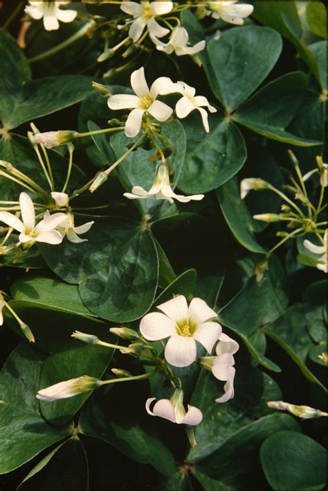 Oxalis Latifolia Oxalidaceae