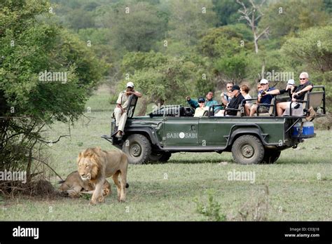 Safari Tourists In An Open Landrover Watching A Lion Panthera Leo