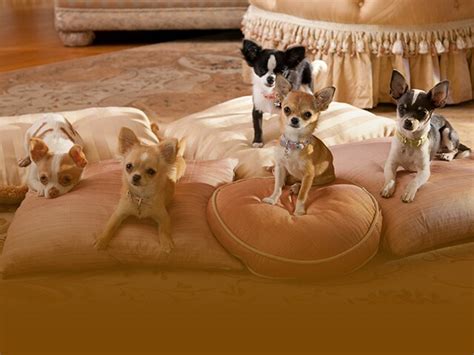 Beverly Hills Chihuahua 2 Ali