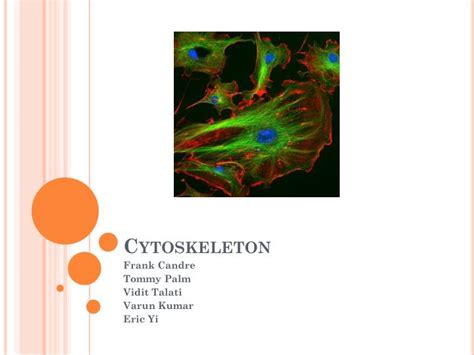 Ppt Cytoskeleton Powerpoint Presentation Free Download Id2154763