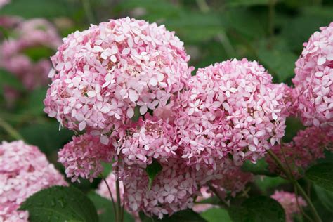 Hydrangea Arborescens Invincibelle Spirit Pink Annabelle Recepty Prima Nápadů
