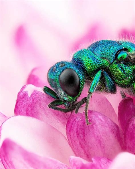 German Macro Photographer Dennis Captures Extreme Close Up Portraits Of