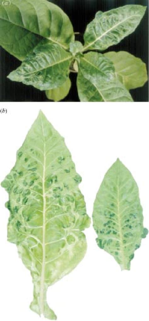 Figure 3 From Beijerincks Work On Tobacco Mosaic Virus Historical