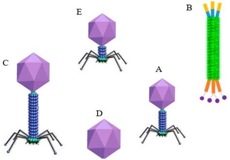 Bacteriophage Based Biosensors A Platform For Detection Of Foodborne