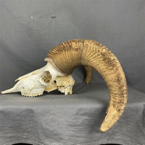 Animal Skulls — Claw Antler And Hide Co