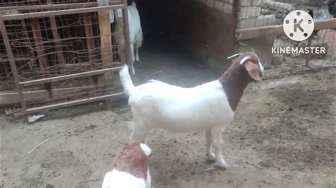 ماعز بور مع ماعز بلدي لانتاج سلاله جديده Youtube